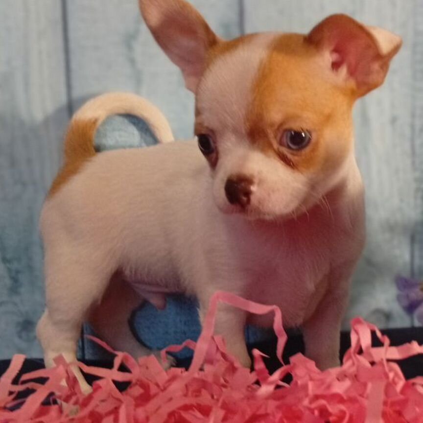 Чихуахуа, вязка