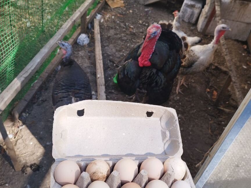 Индюшиное инкубационное яйцо