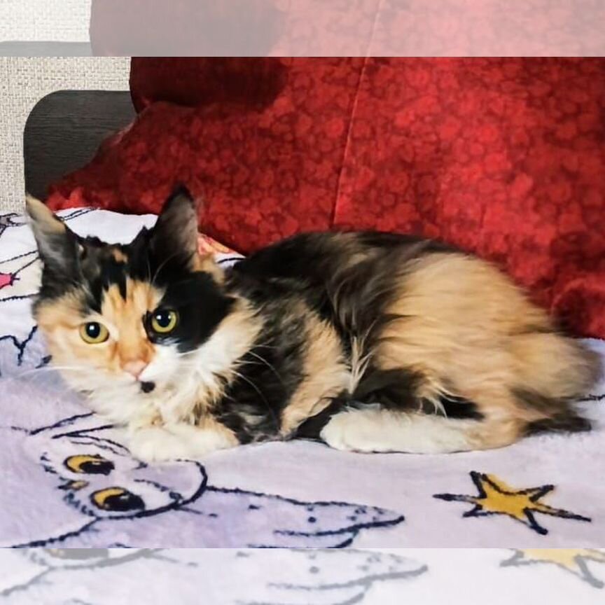 Котенок подросток в добрые руки