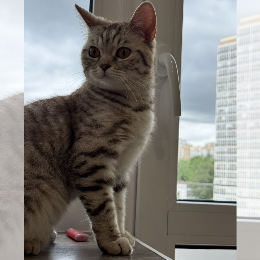 Шотландский вислоухий короткошёрстный котёнок