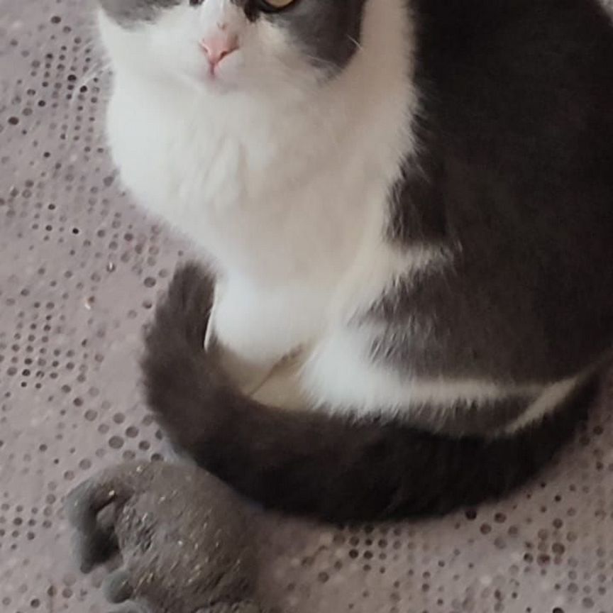 Кошечка ищет любящих хозяев
