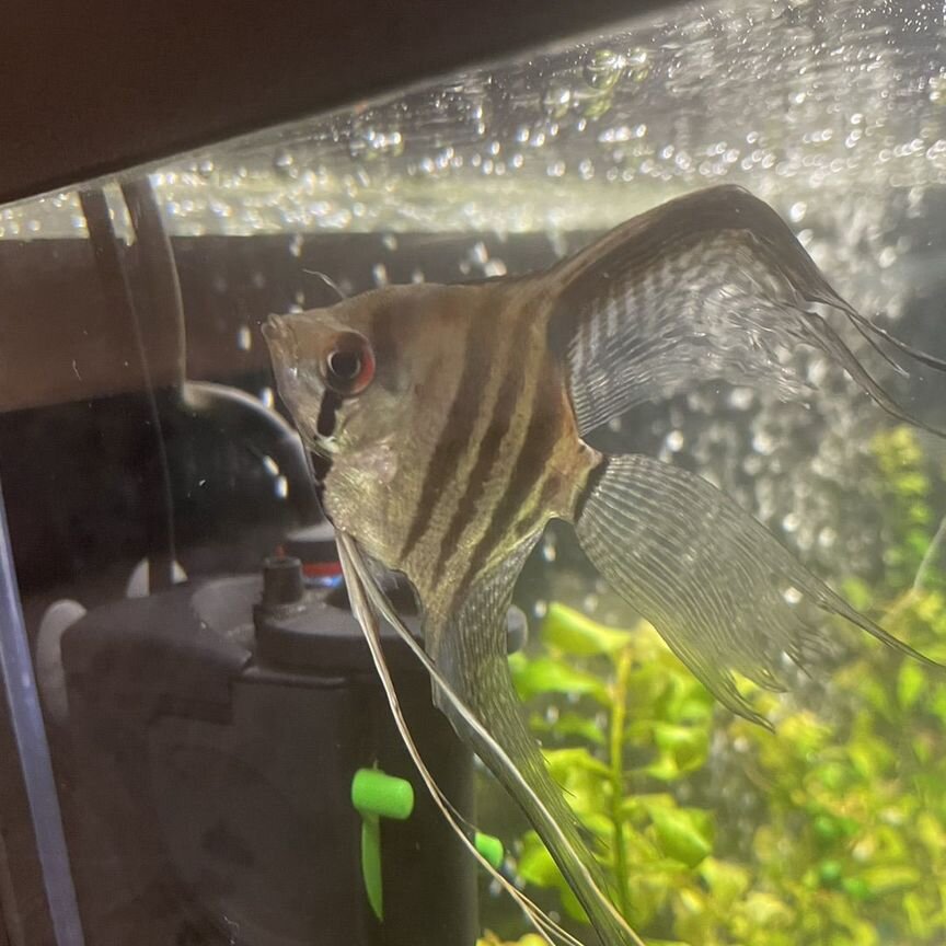 Отдам две скалярии