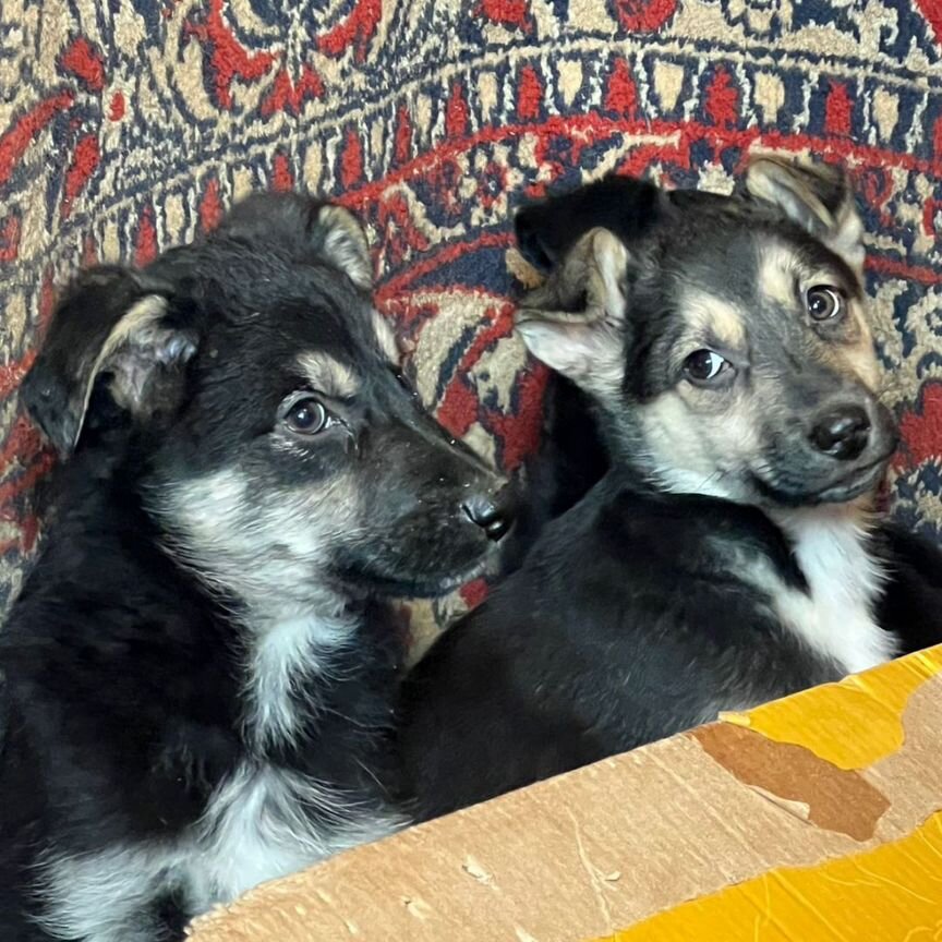 Щенки в добрые руки