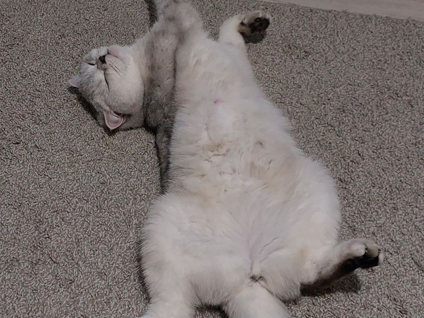 Шотландская кошка вязка