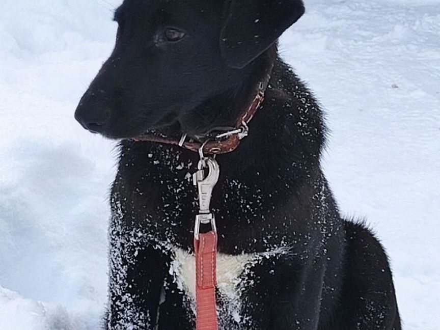 Щенок в добрые руки