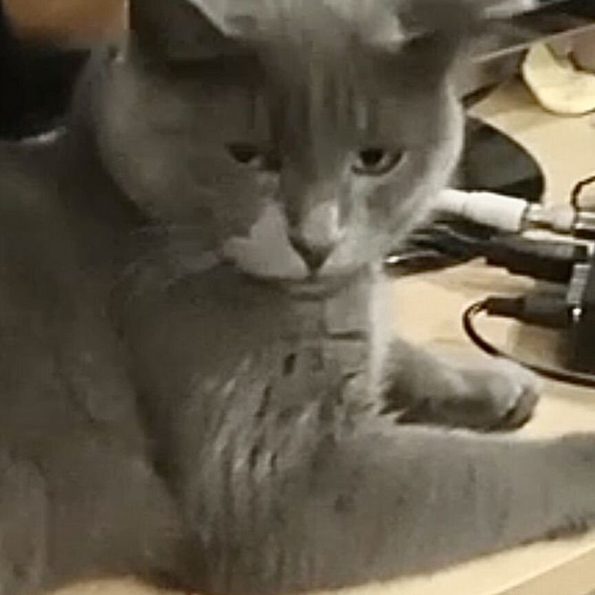 Взрослая, кошка в добрые руки