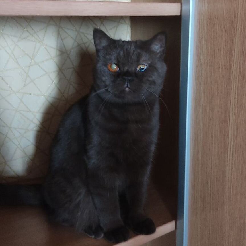 Кошка в добрые руки