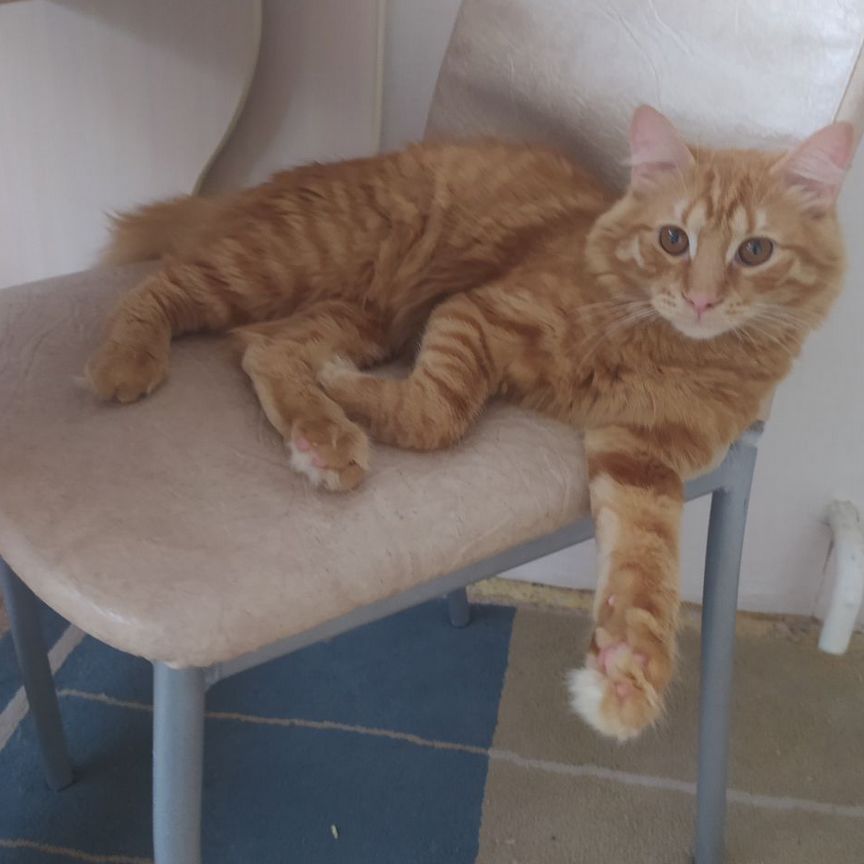 Отдам кота в добрые руки