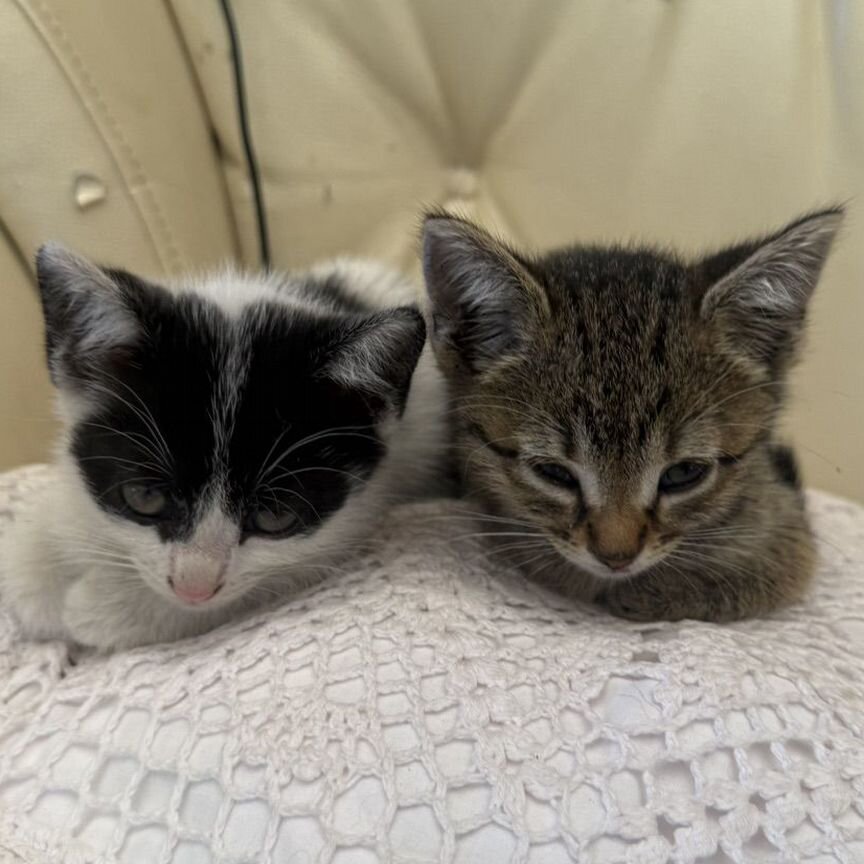 Котята