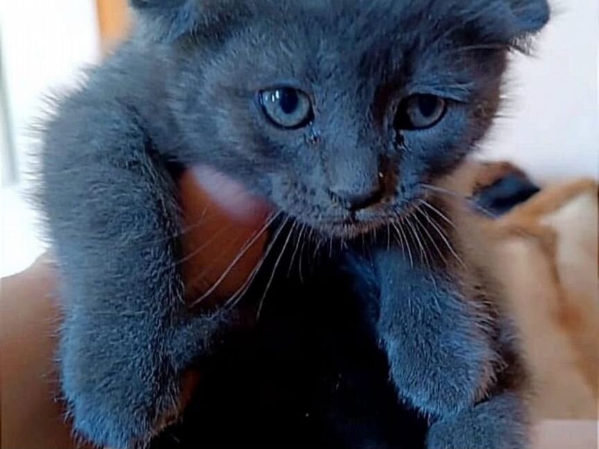 Котенок в дар хорошим людям