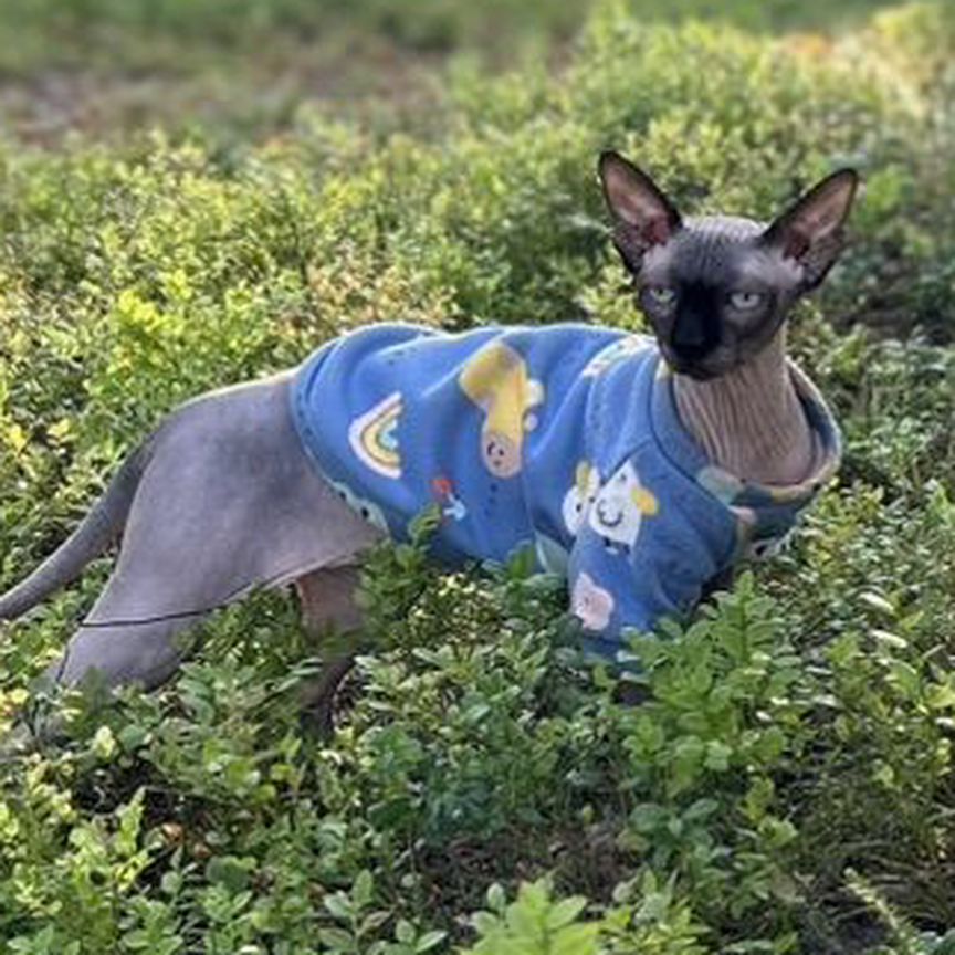 Канадский сфинкс, взрослый кот