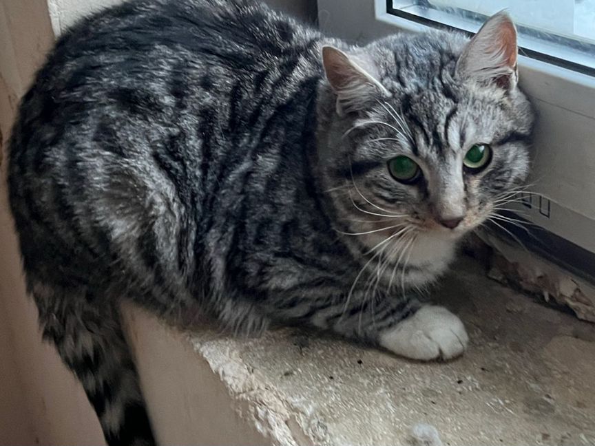 Котик с конюшни замерзал