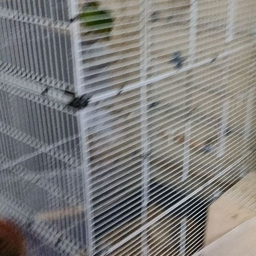 Папугаи Какарики