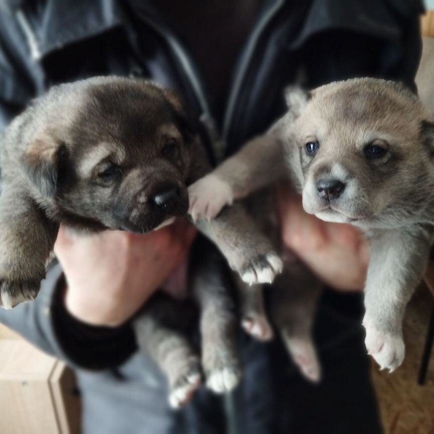 Щенки в добрые руки