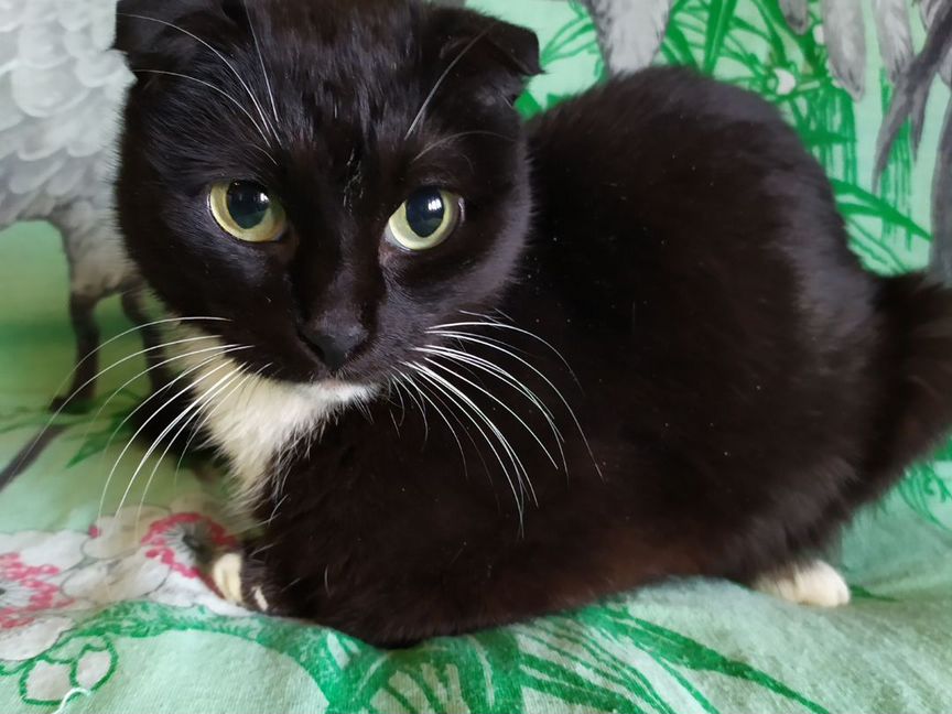 Малышка Одри ждёт хозяина