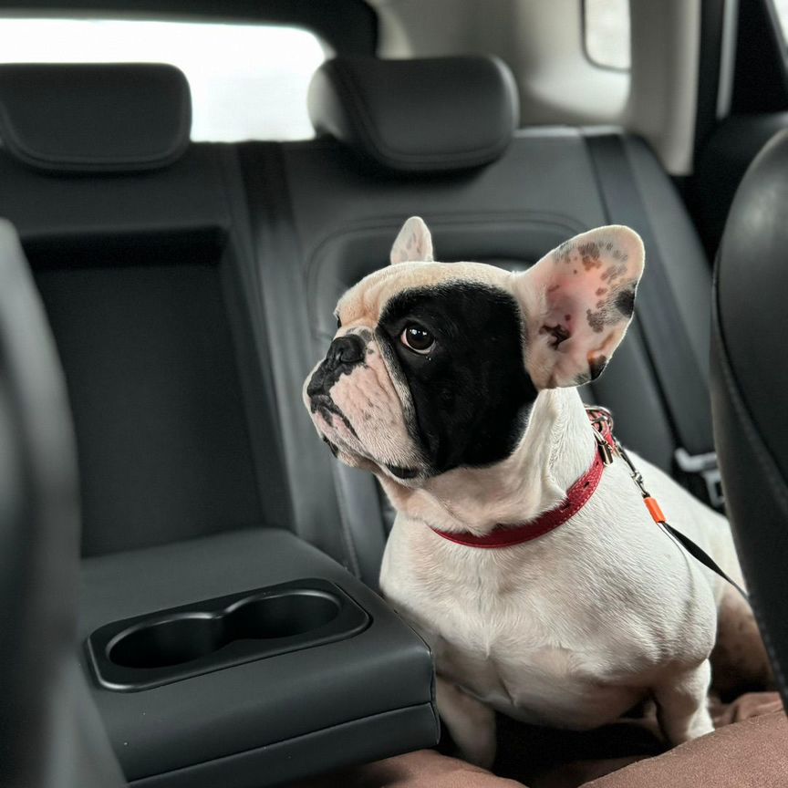 Французский жених ищет даму сердца