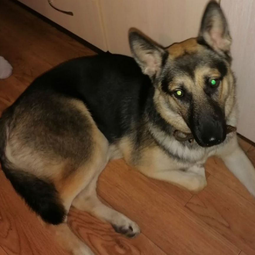 Восточноевропейская овчарка, взрослая собака