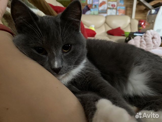 Кот-мышелов в частный дом