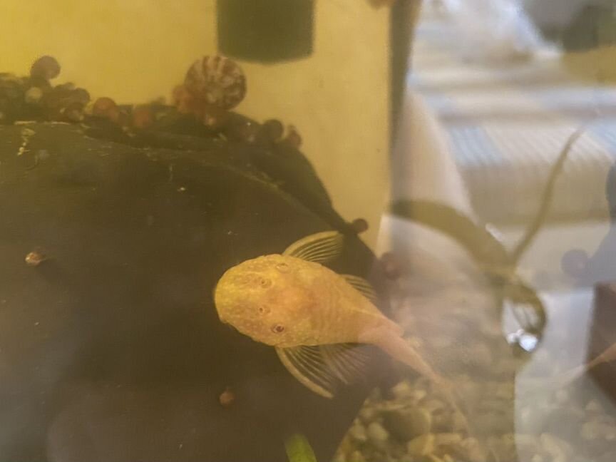 Анциструс сом альбинос