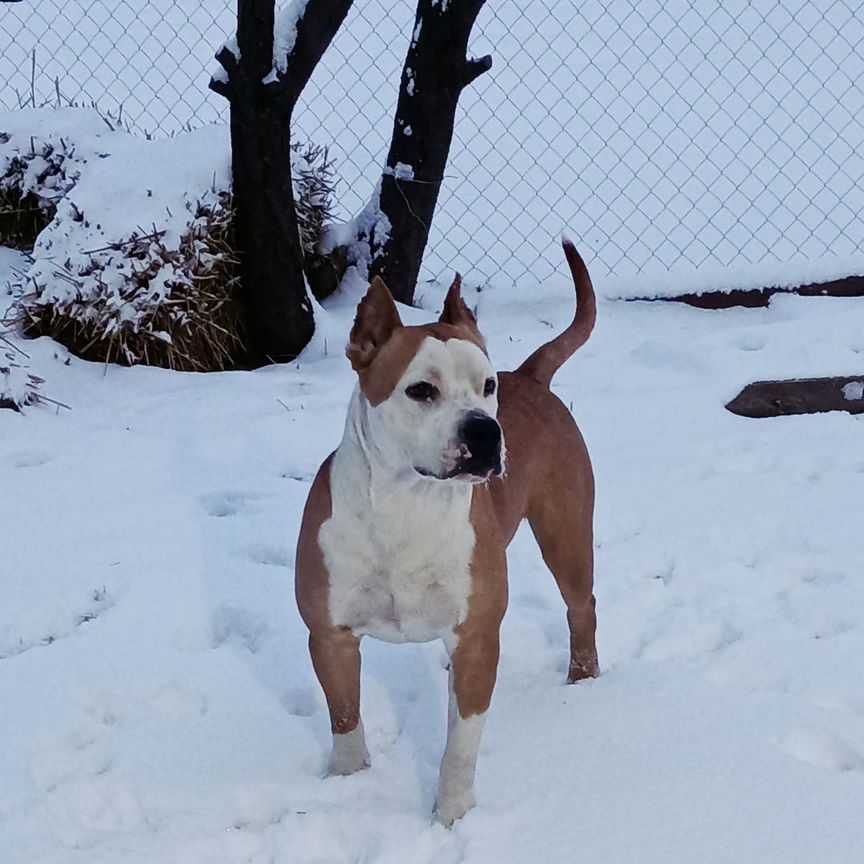 Стаффорд вязка