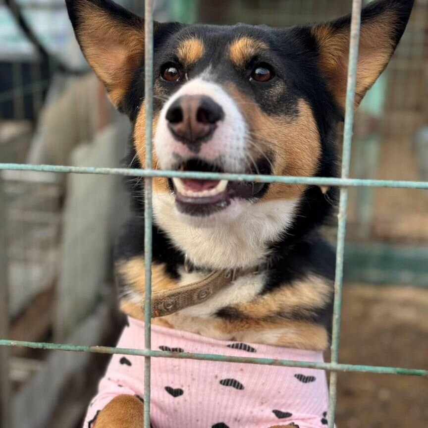 Хочет быть любимой в теплом доме