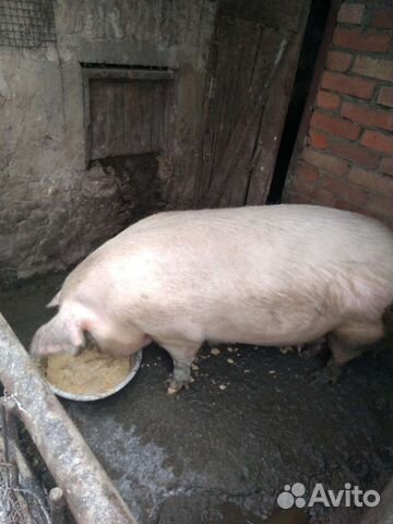 Домашняя свинья