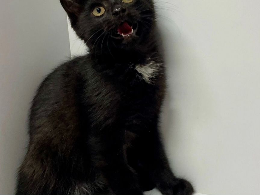 Котёнок чёрный, 4-5 месяцев