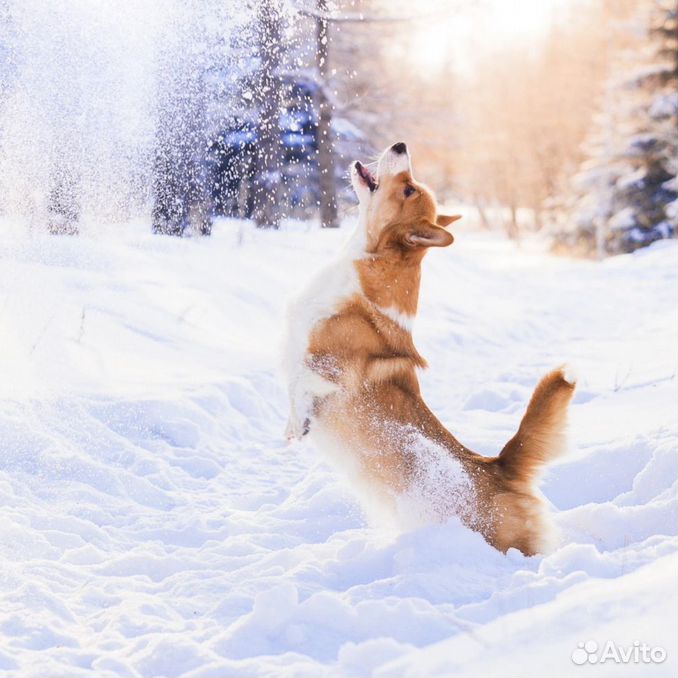 Собака корги для фотосессий модель