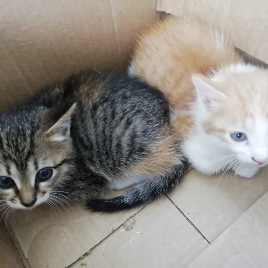 Милашки-котята