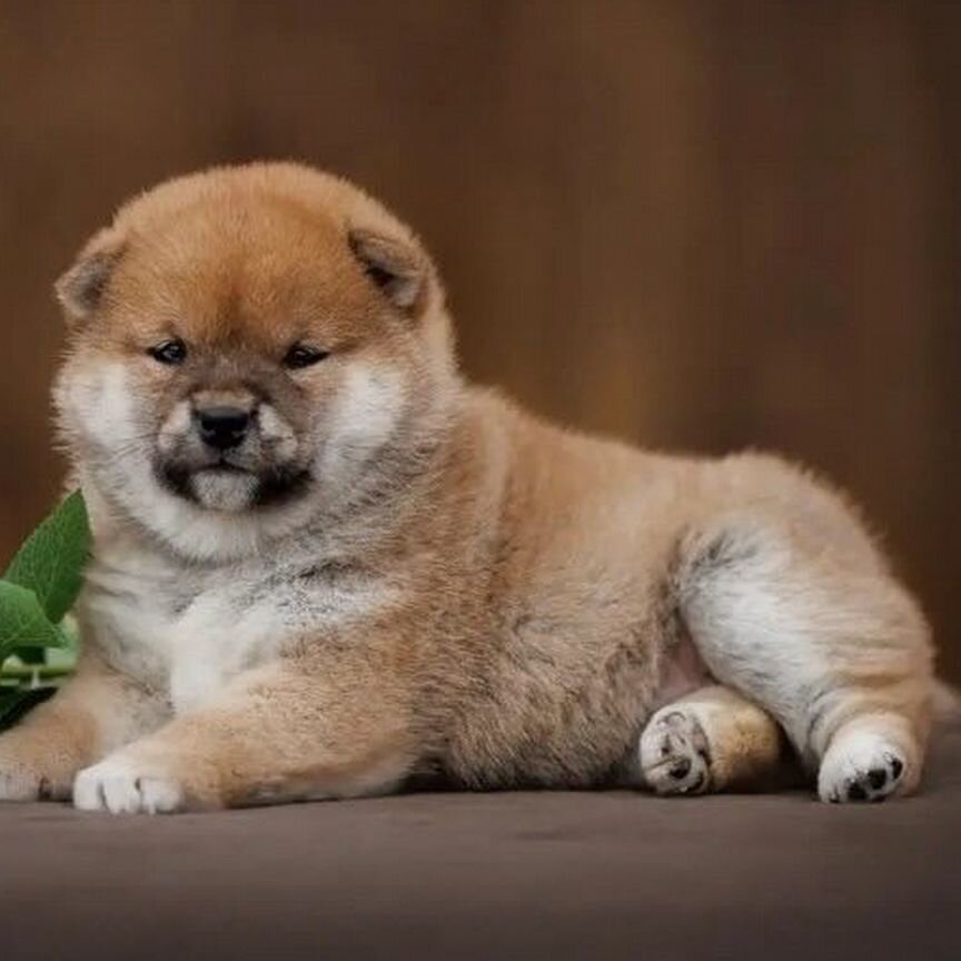 Сиба-ину, щенок