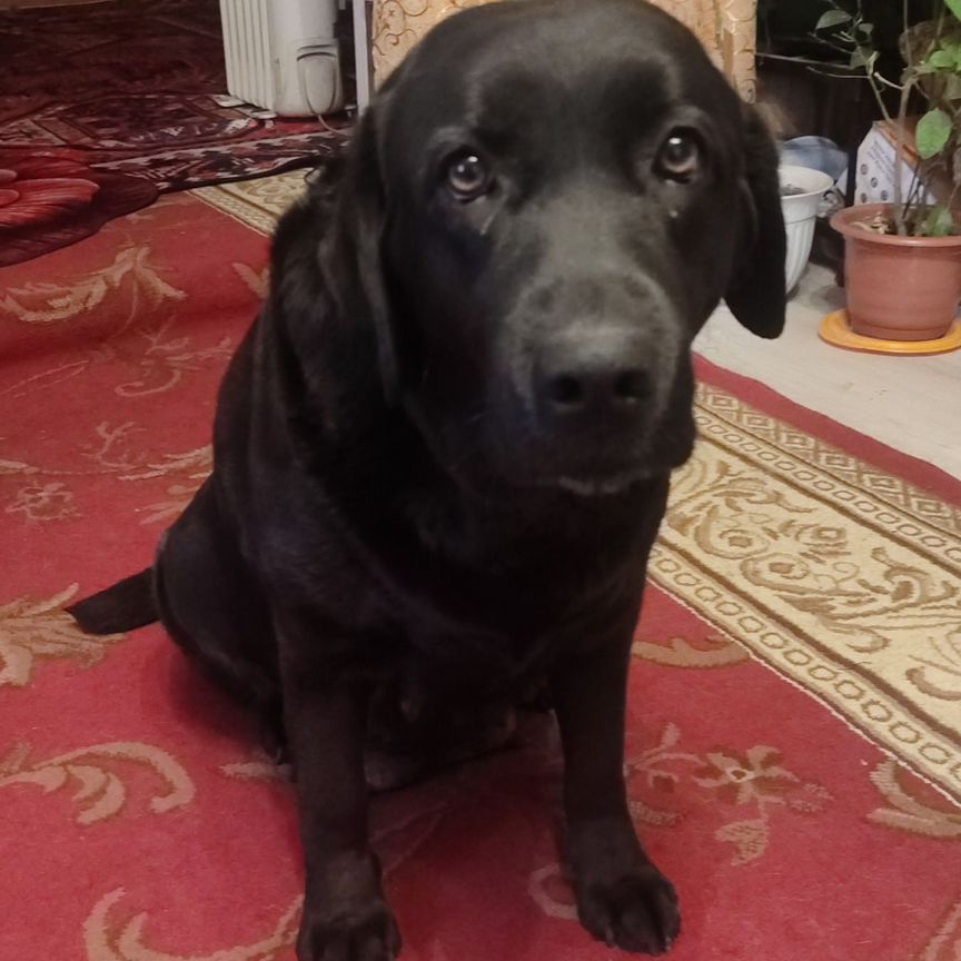 Лабрадор-ретривер, щенок