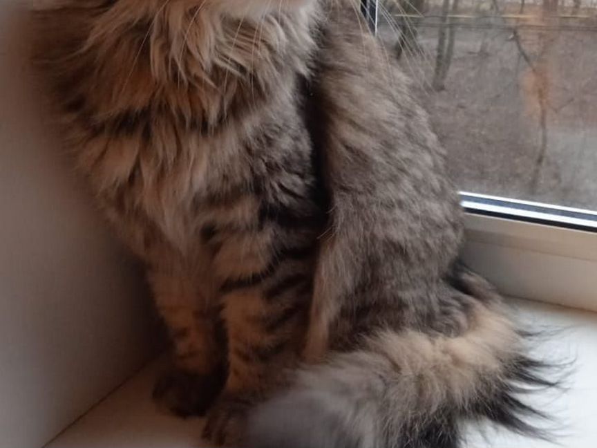 Светика бросили