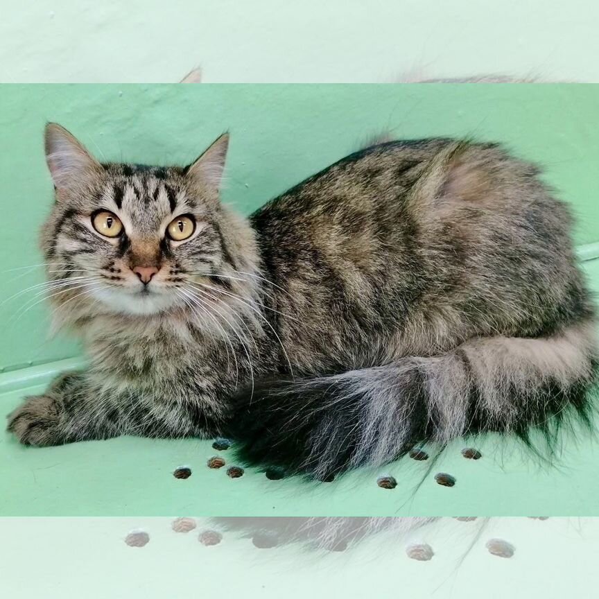 Сибирская, взрослая кошка