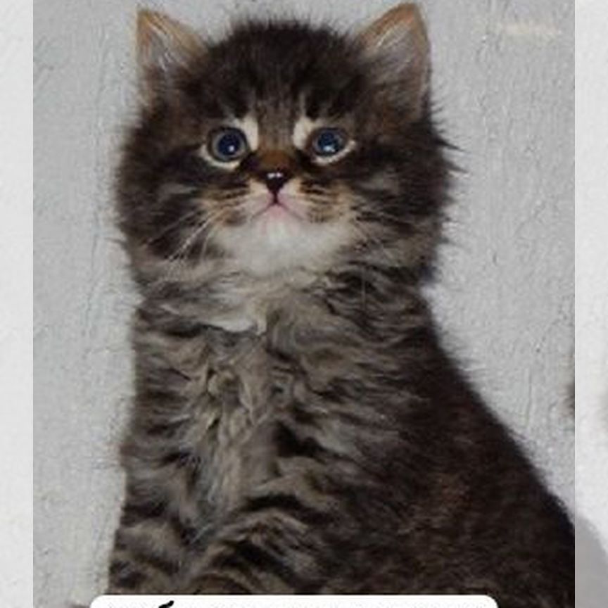 Котёнок в добрые руки