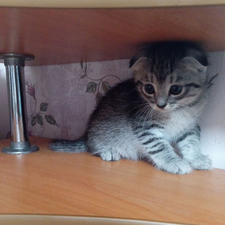 Шотландский вислоухий