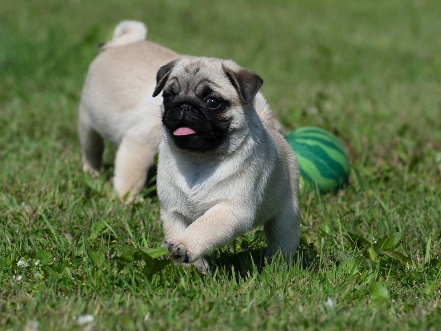 Щенки мопса