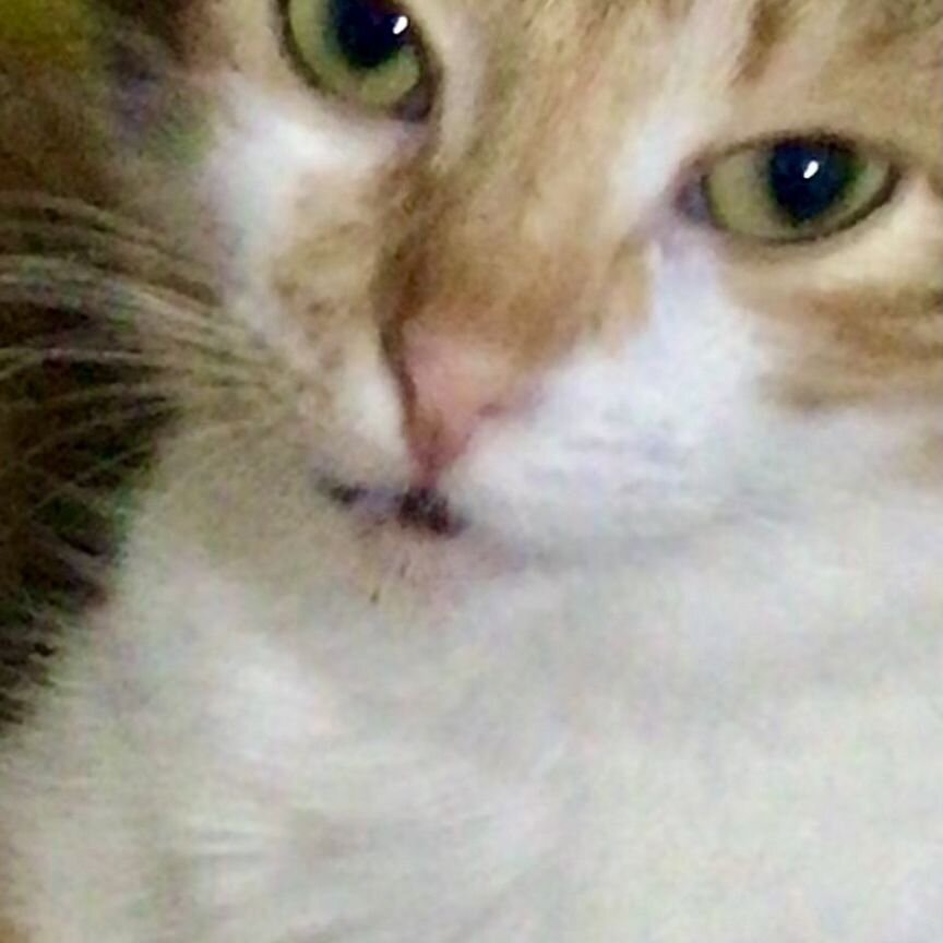 Молодая кошечка в добрые руки. В дар