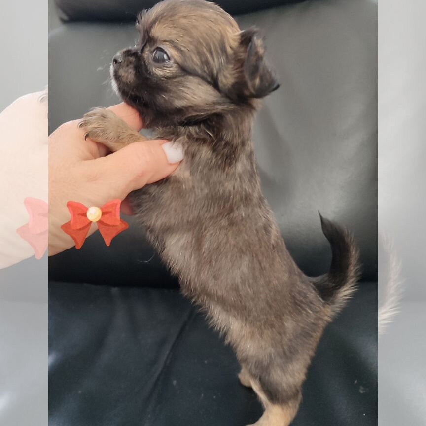 Щенки чихуахуа длинношерстная девочки