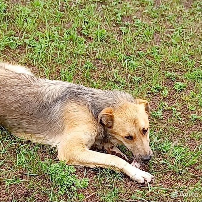Собачку подкинули во двор нужен дом или передержка