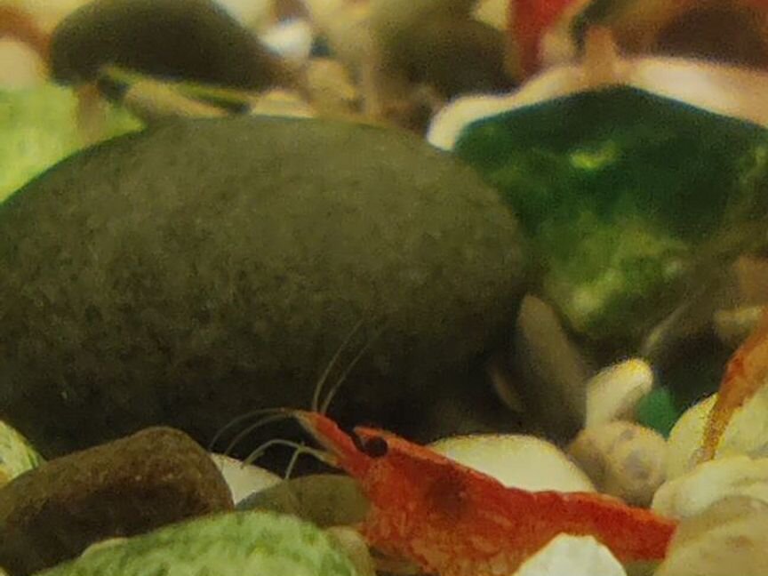 Вишневые креветки