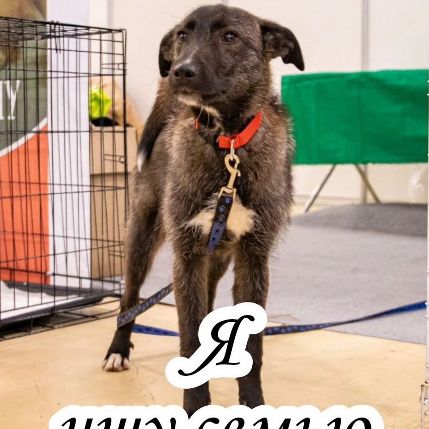 Щенок мальчик ищет семью