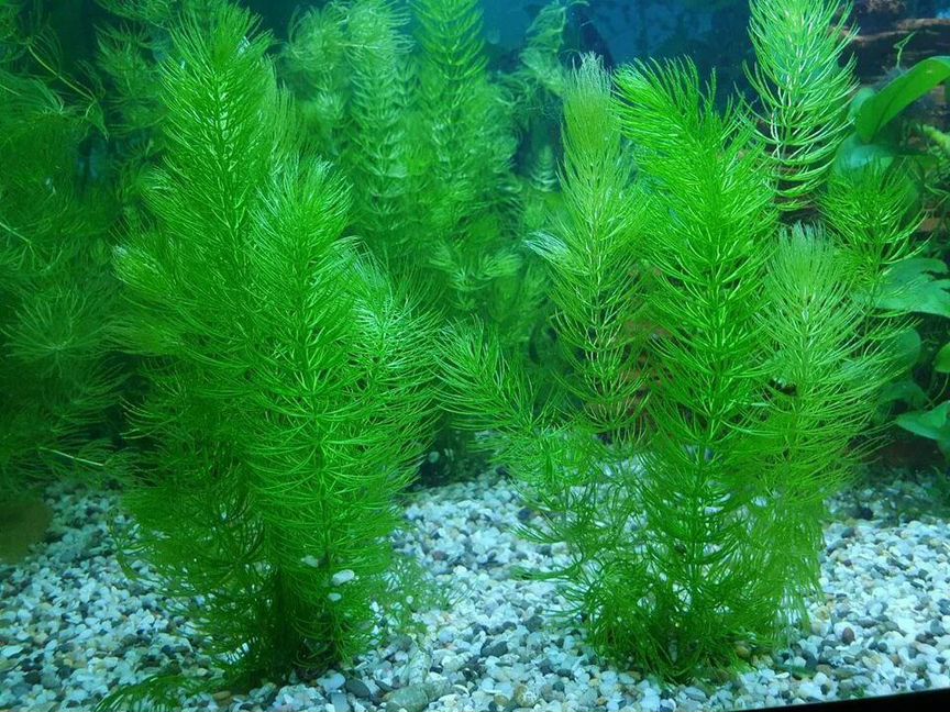 Роголистник