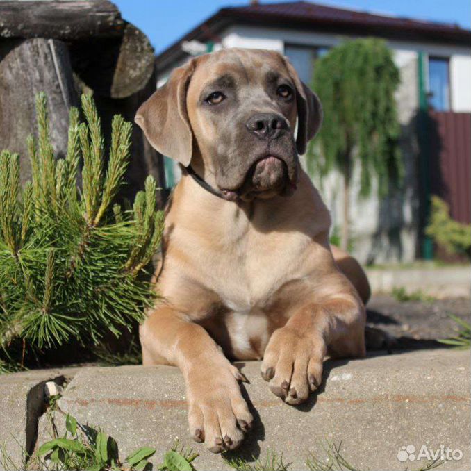 Инфанта (принцесса). Щенок кане корсо