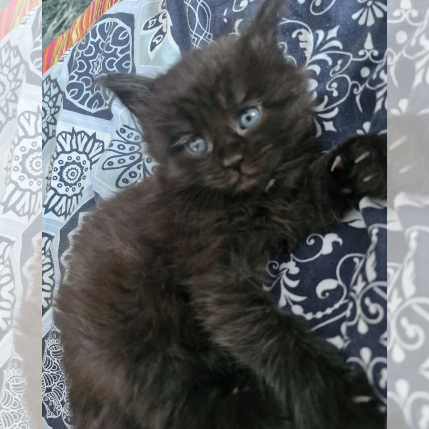 Мейн-кун котёнок