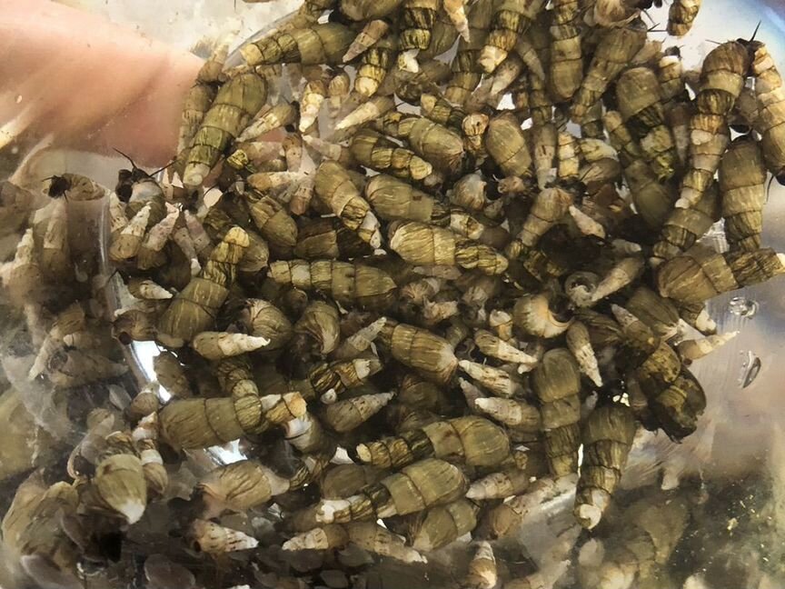 Улитки Мнлания песчаная