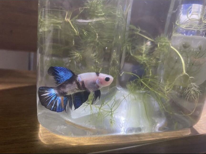 Рыбка петушок плакат