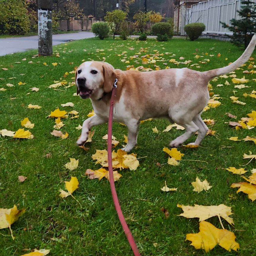 Взрослая собака в добрые руки