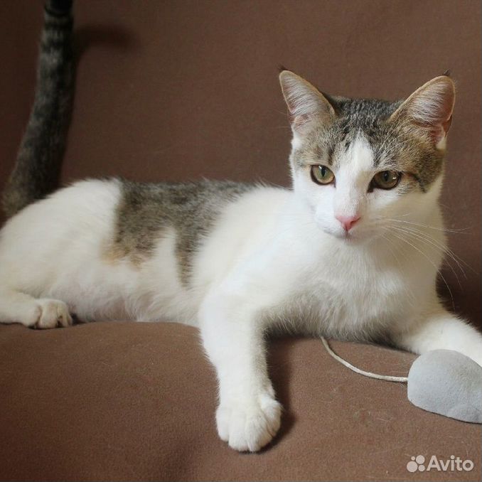 Необычный котик, который подойдет любому