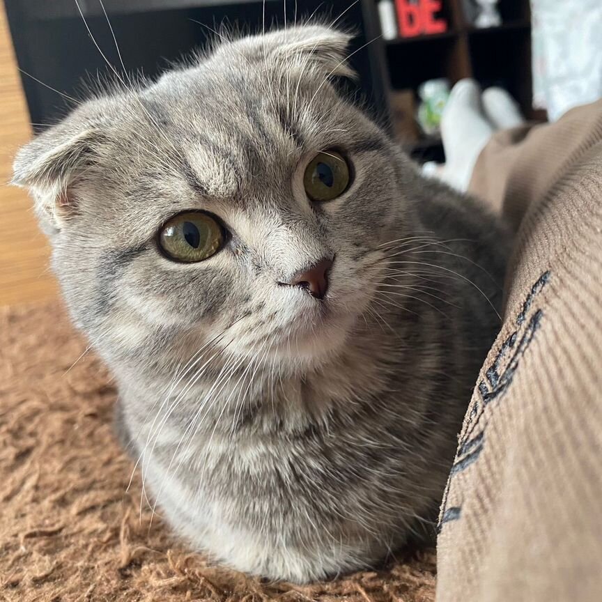 Шотландский вислоухий короткошёрстный котёнок