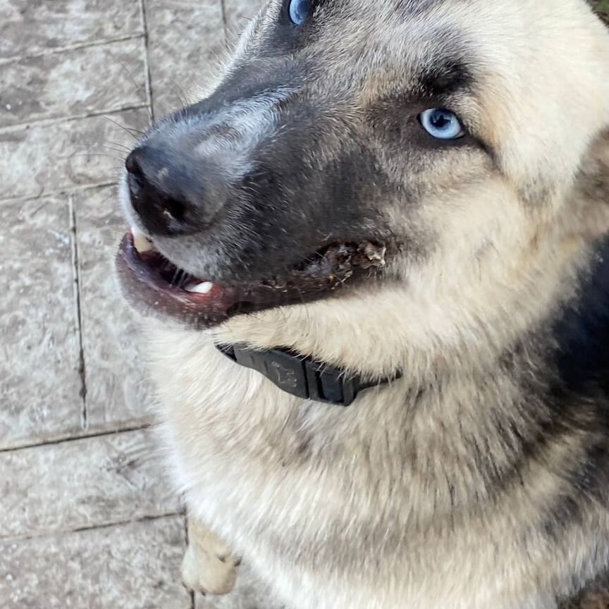 Девочка "Полухаски "полукровка в добрые руки